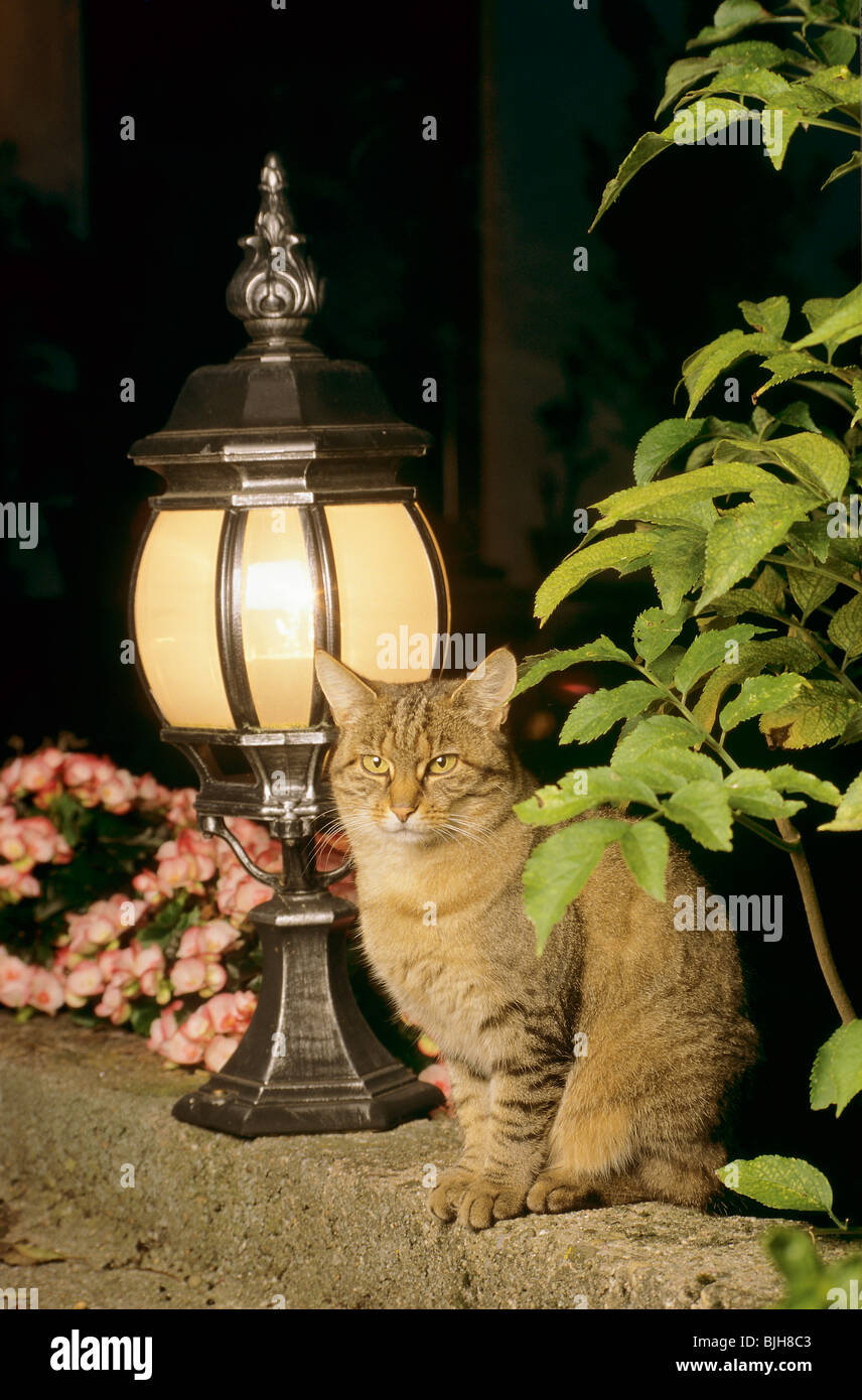 Lantern with tabby cat hi-res stock photography and images - Alamy