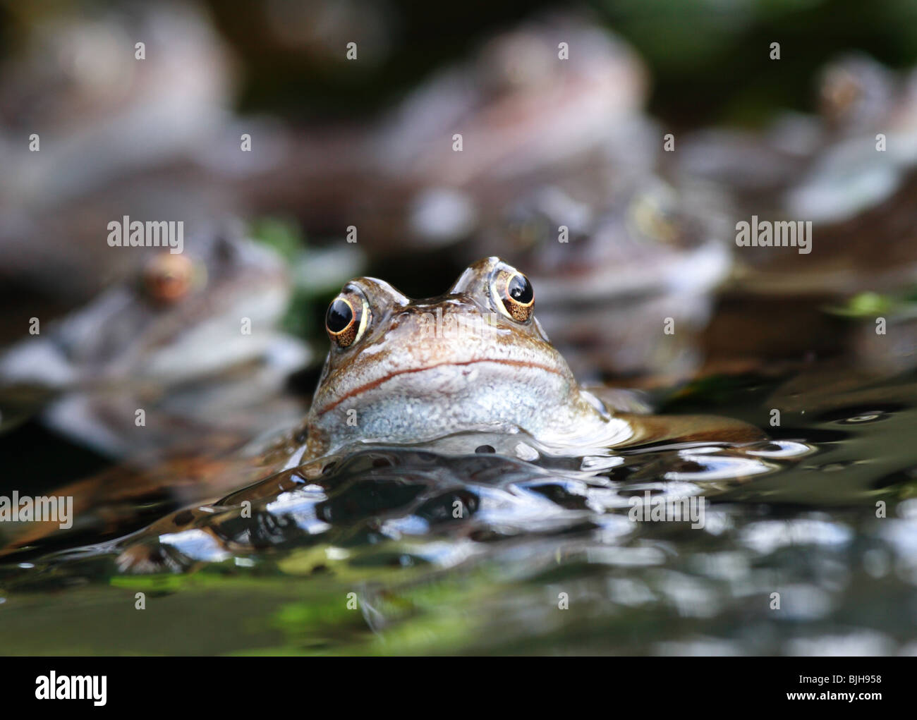 Common Frog, Rana temporaria, on Frogspawn with more Frogs in the ...