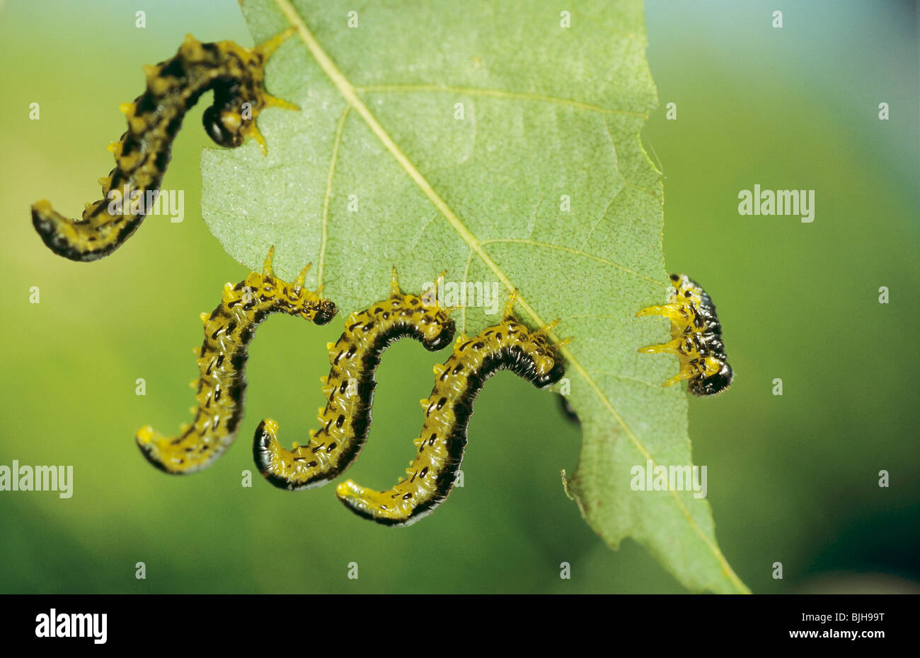 common sawfly - larvae at a leaf / Tenthredinidae Stock Photo - Alamy