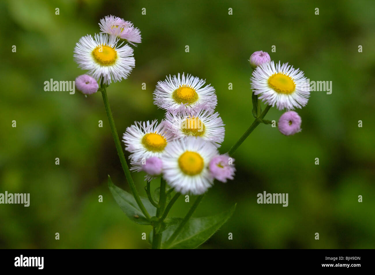 Philadelphia fleabane hi-res stock photography and images - Alamy