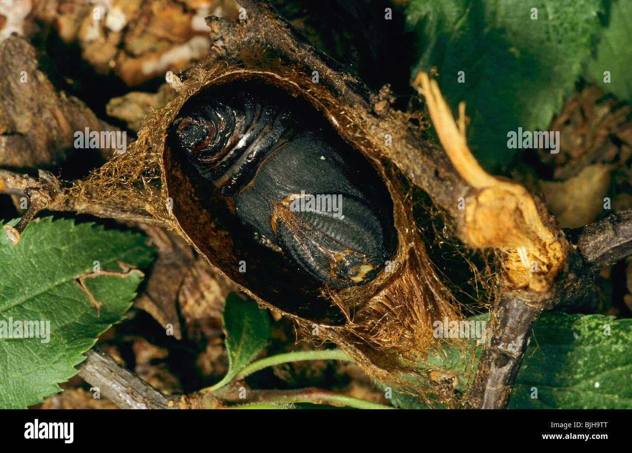 Emperor moth cocoon hi-res stock photography and images - Alamy