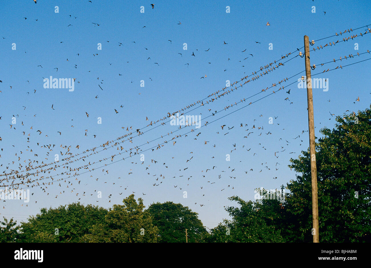 Swallows flock cables Stock Photo - Alamy