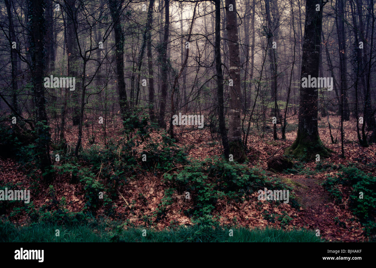 Forest. Brittany. France Stock Photo - Alamy