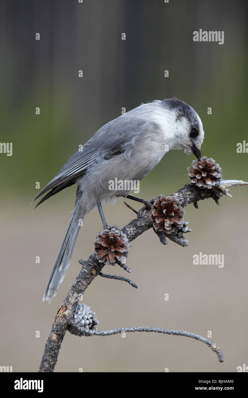 Whiskey Jack Birds High Resolution Stock Photography and Images - Alamy