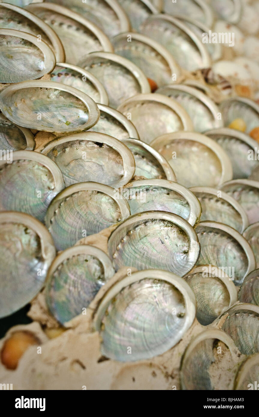 Mural of shells. Shell House Mural by Lucy Dorrien-Smith Stock Photo ...