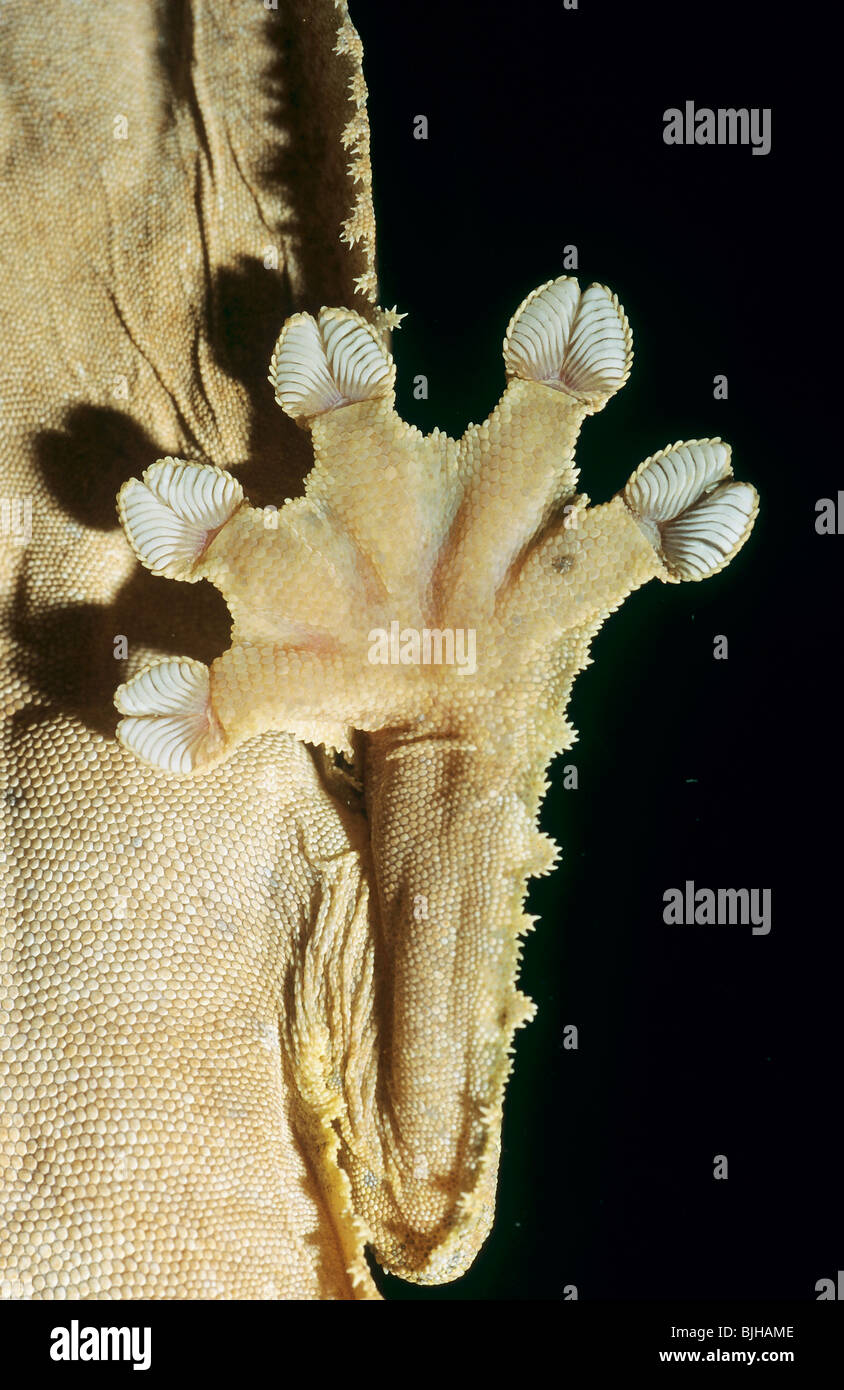 Underside of gecko hi-res stock photography and images - Alamy