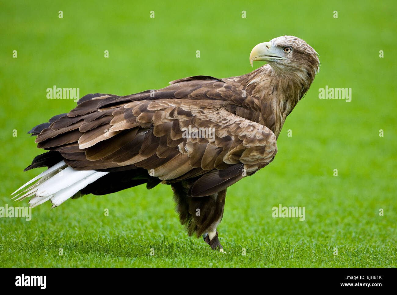 White tailed sea eagle Haliaeetus albicilla looking backwards close up ...