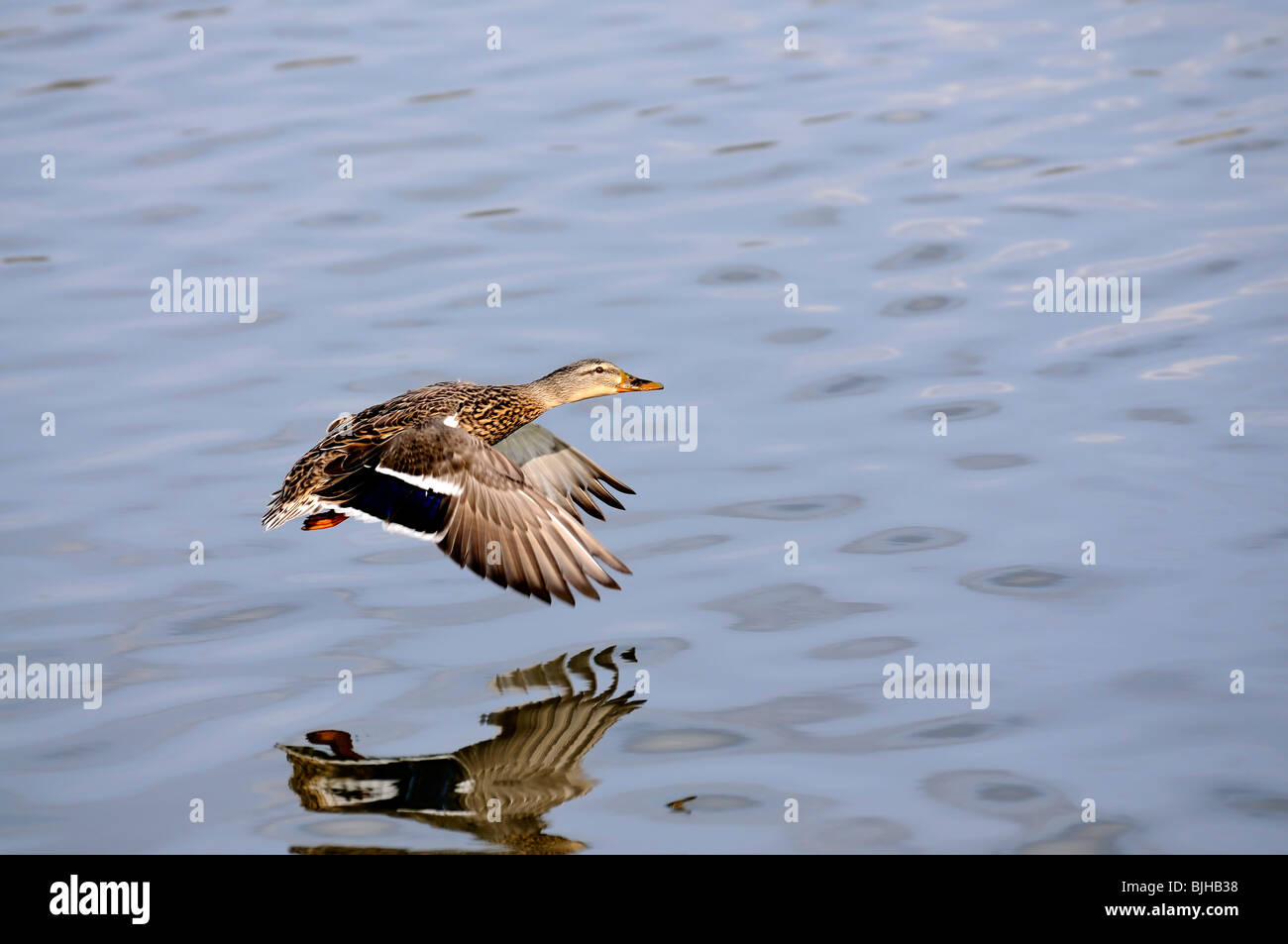 Mallard duck flying hi-res stock photography and images - Alamy