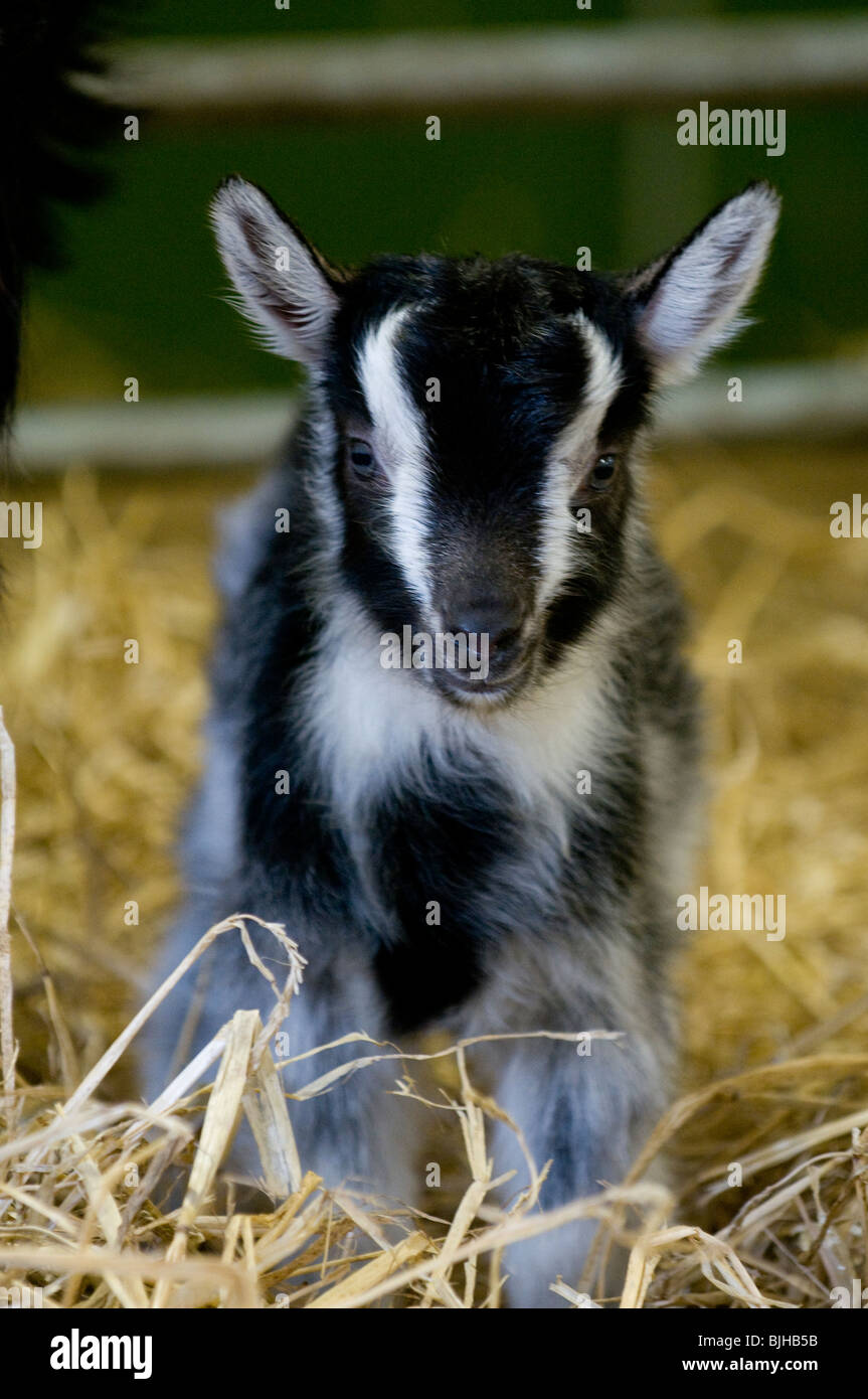 goat kid on farm raised for blood serum Stock Photo - Alamy
