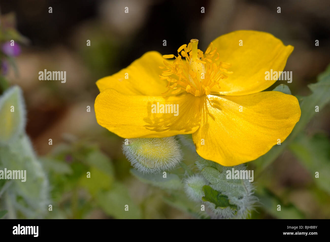 Pappaveraceae hi-res stock photography and images - Alamy