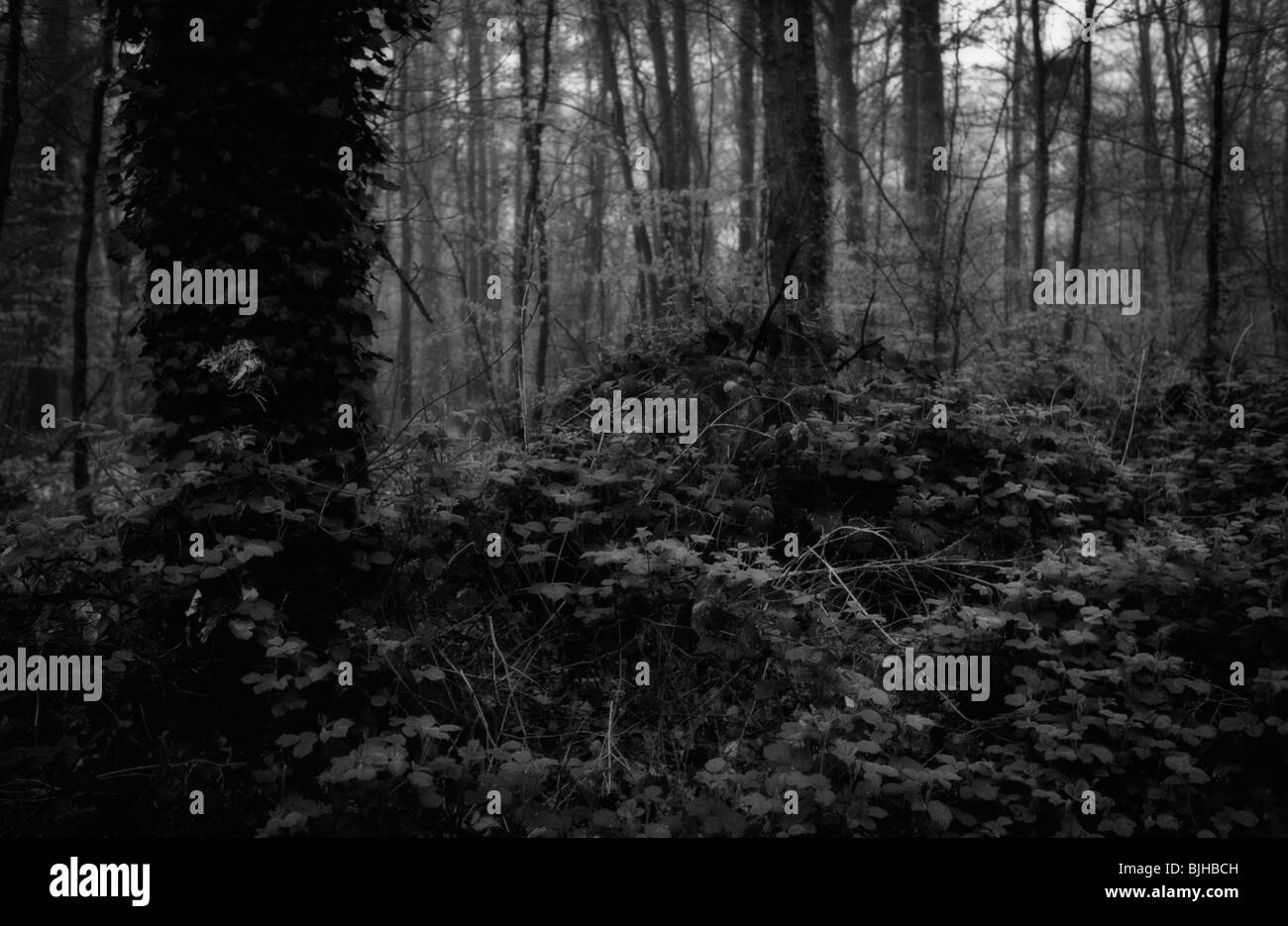 Forest. Brittany. France Stock Photo - Alamy