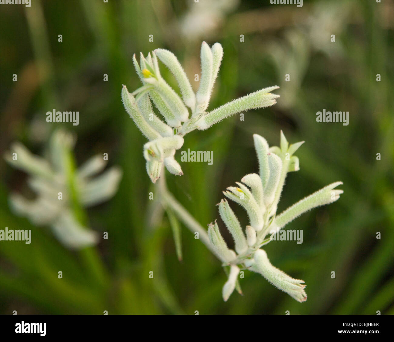 Exotic plants at a garden in Washington DC, USA Stock Photo - Alamy