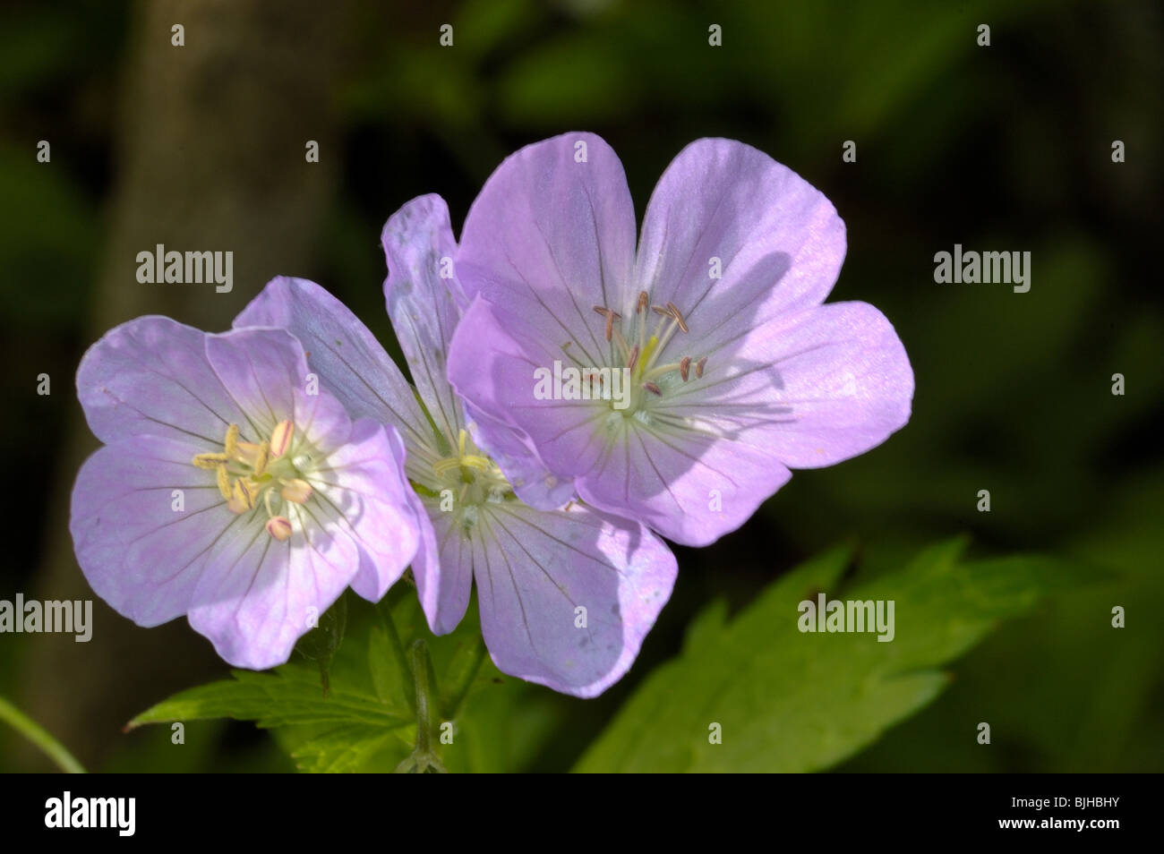 Wild Geranium, Geranium maculatum of the family Geraniaceae Stock Photo ...