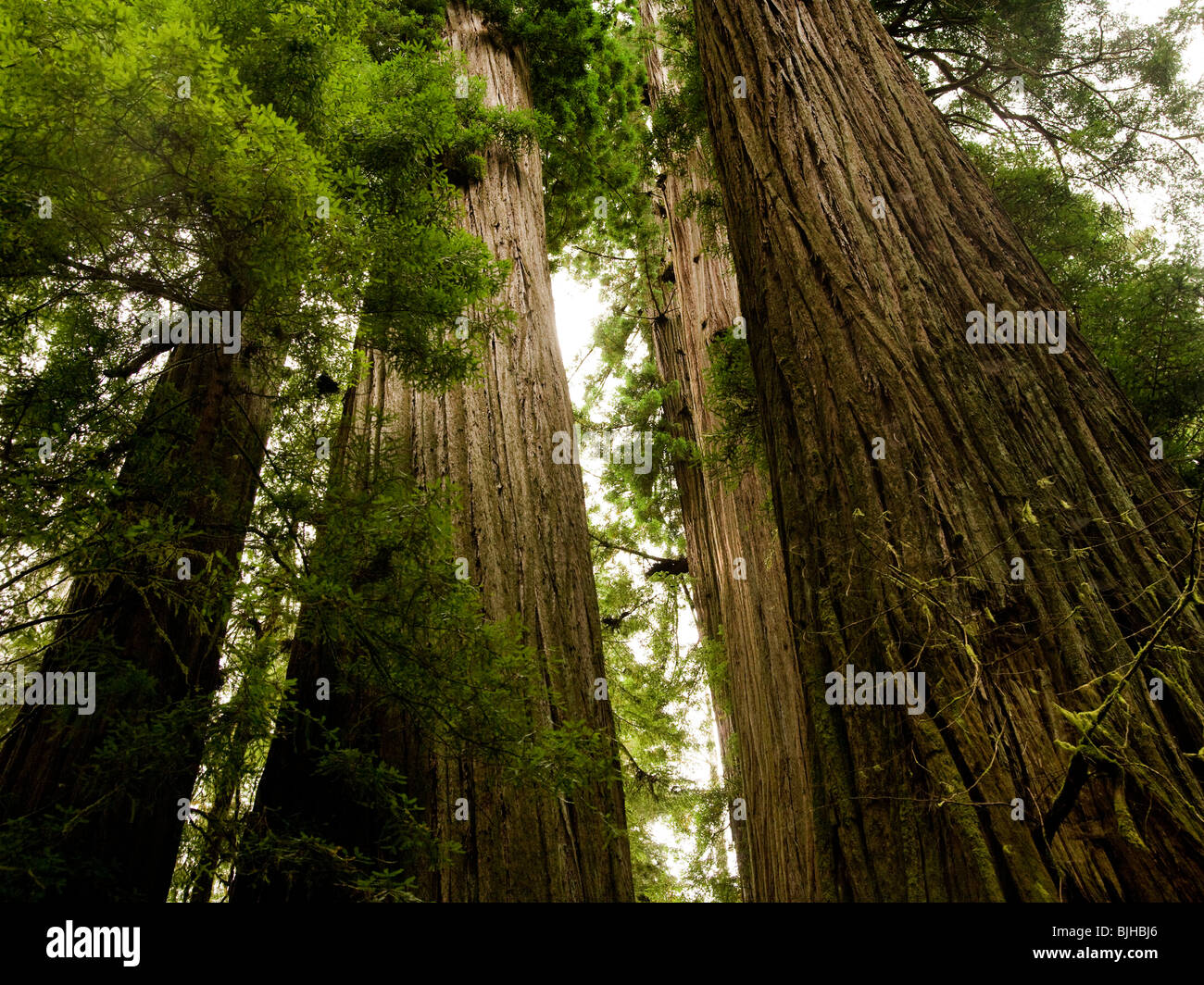 Giant redwoods people hi-res stock photography and images - Alamy