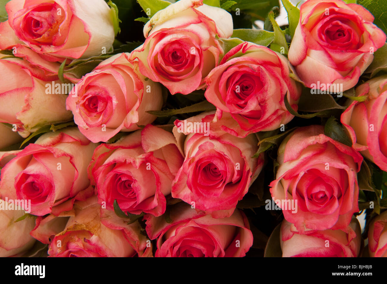 Many pink roses filled as a background Stock Photo - Alamy