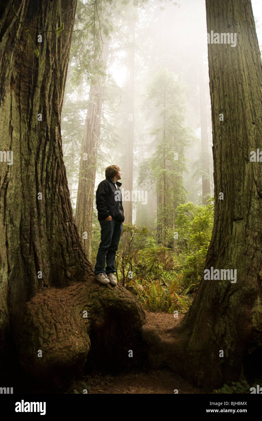 Man standing between two trees hi-res stock photography and images - Alamy