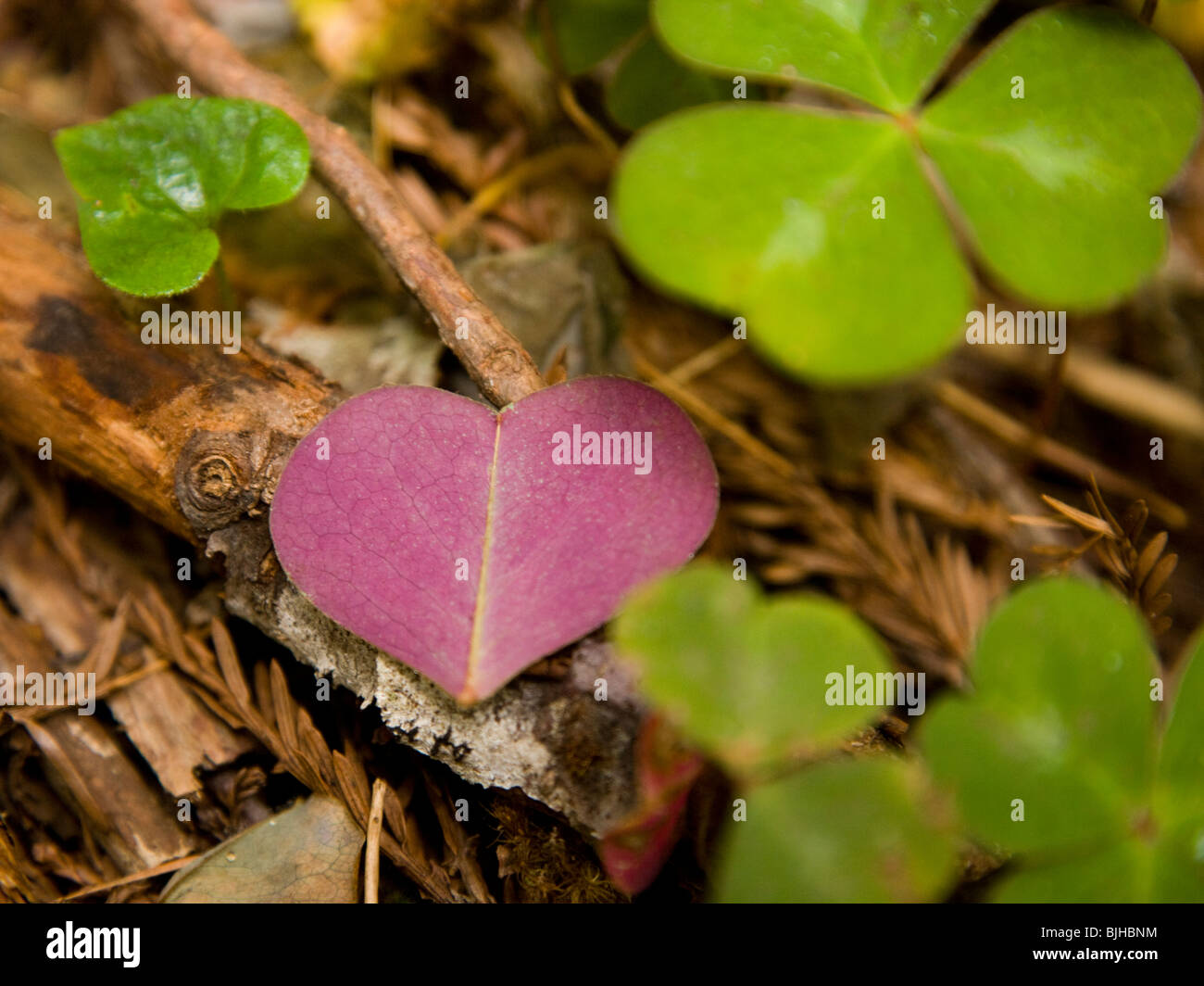 leaves of plants growing on the forest floor Stock Photo - Alamy
