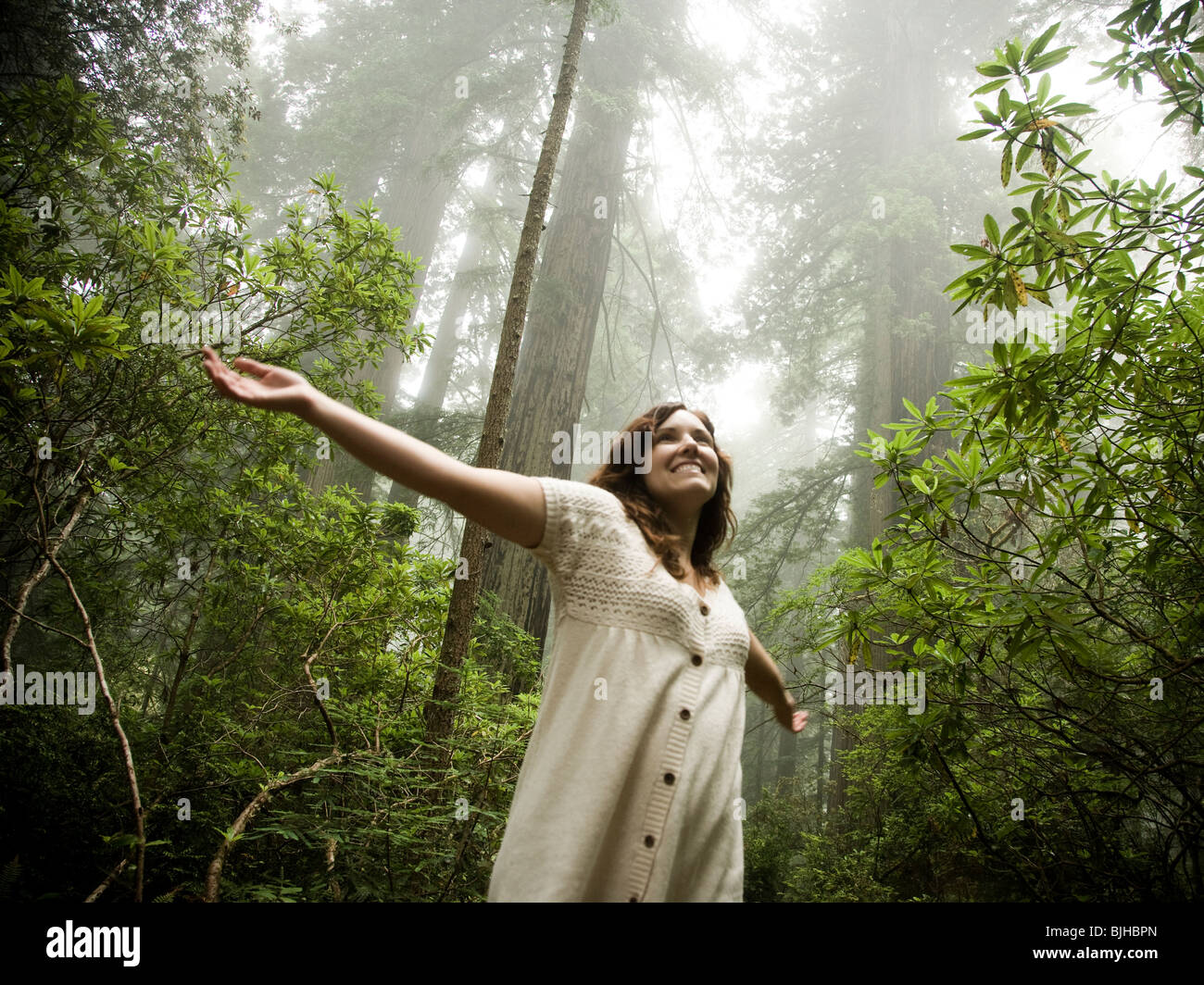 woman walking through a forest of giant redwoods Stock Photo - Alamy