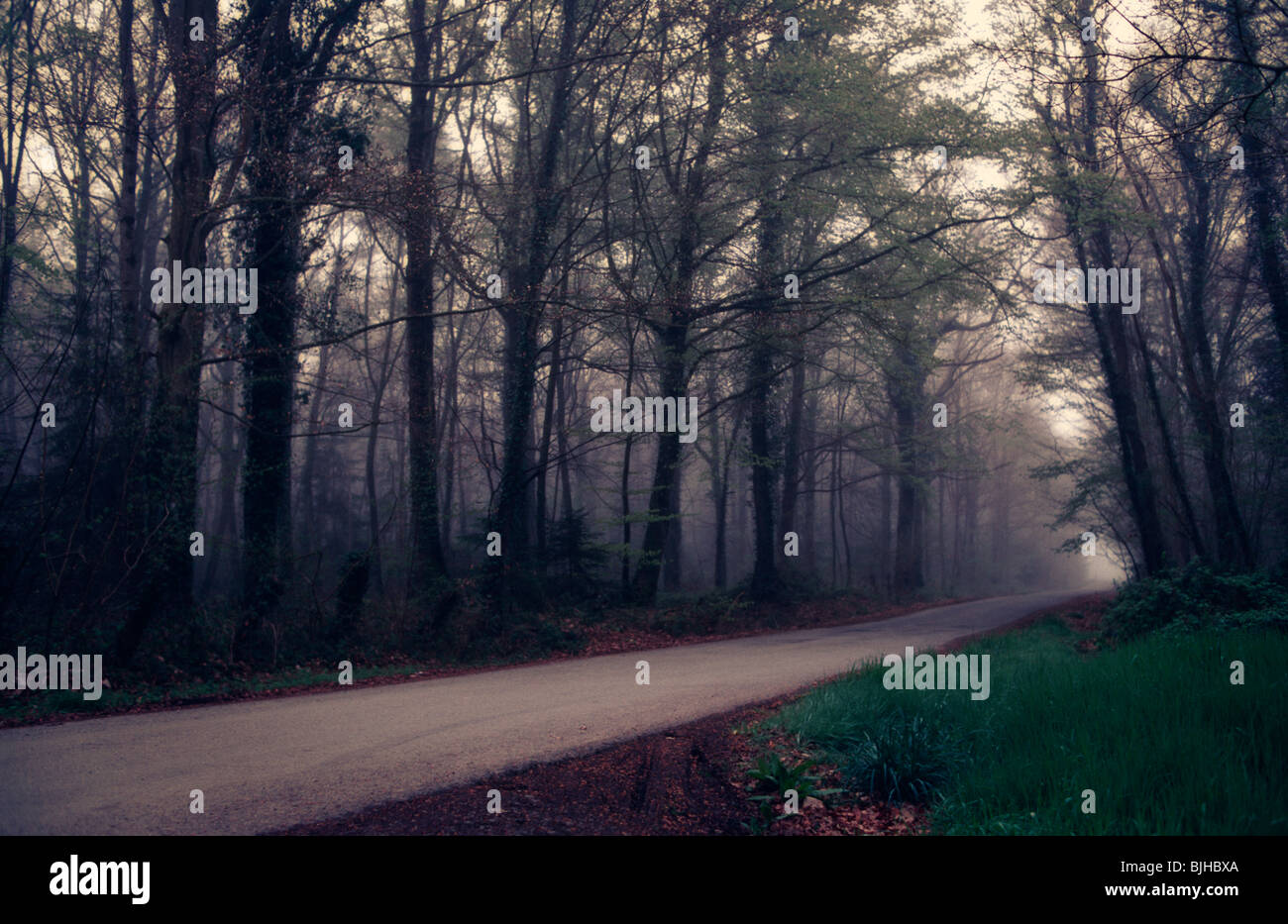 Road through forest at sunrise. Brittany. France Stock Photo - Alamy