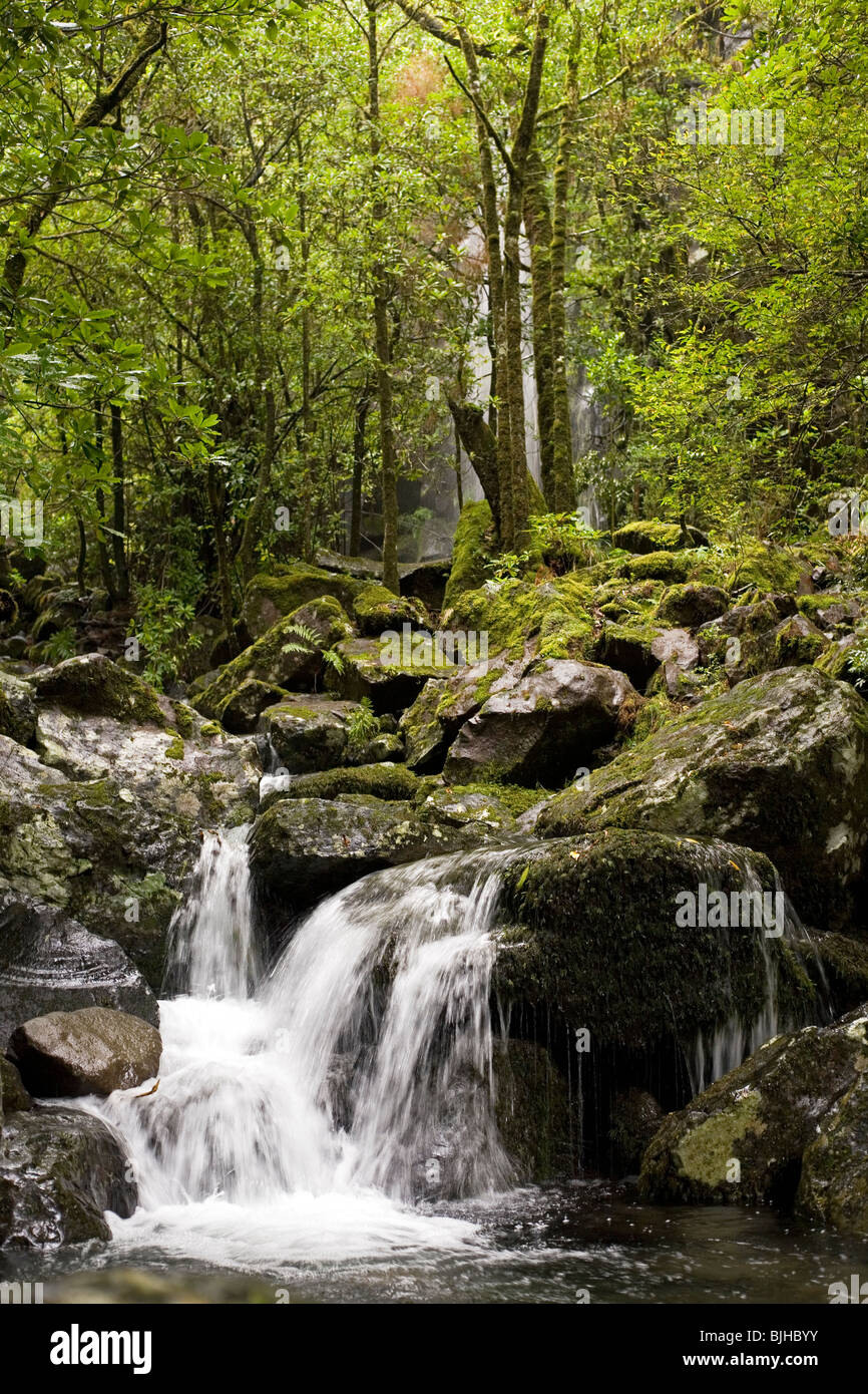 A waterfall in the Laurissilva Forest within the Madeira Natural Park ...