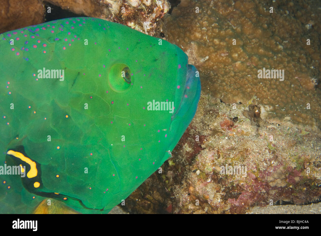 Broomtail Wrasse (Cheilinus lunulatus Stock Photo - Alamy