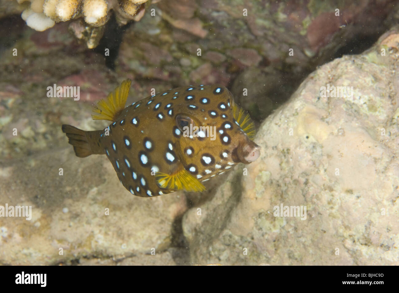 Yellow boxfish cube trunkfish ostracion hi-res stock photography and ...