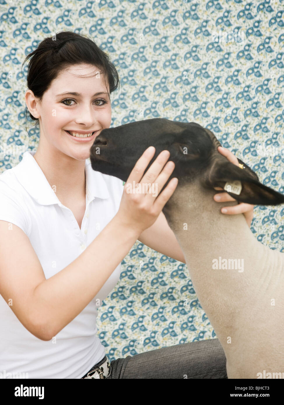 Sheep county fair animal hi-res stock photography and images - Alamy