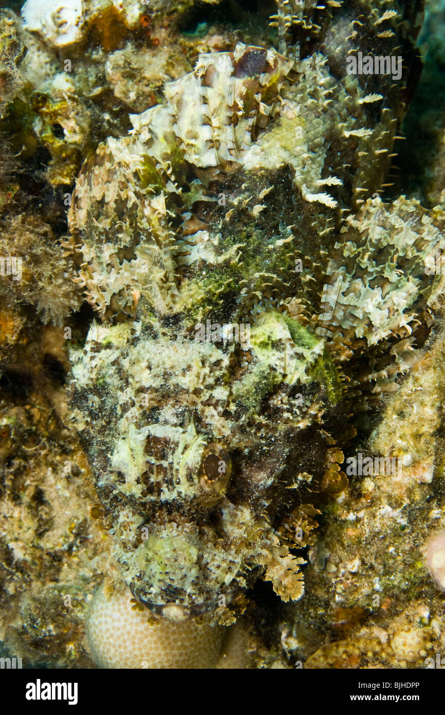 Bearded scorpionfish (Scorpaenopsis barbata Stock Photo - Alamy