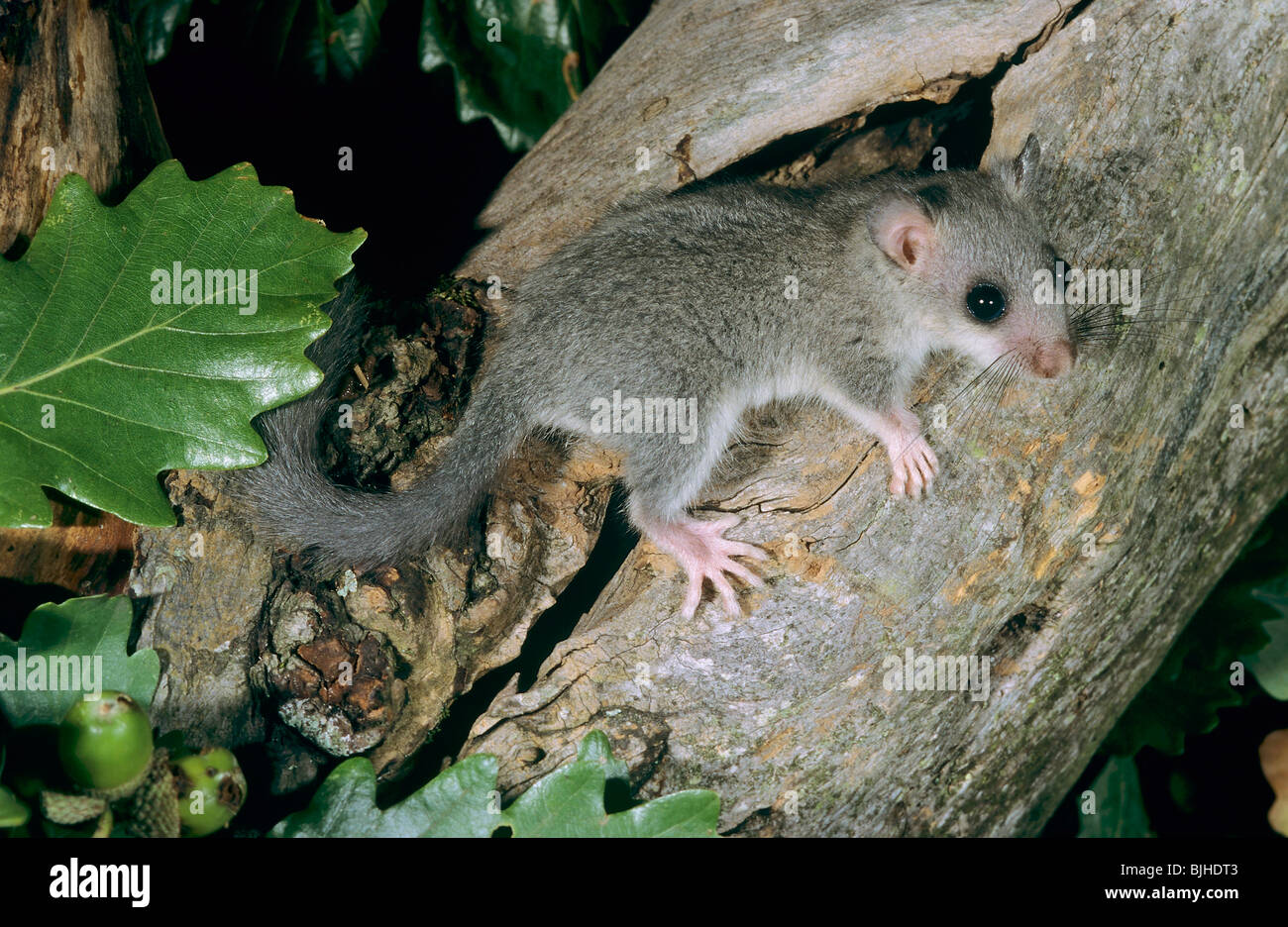 young Edible Dormouse branch / Glis glis Stock Photo - Alamy
