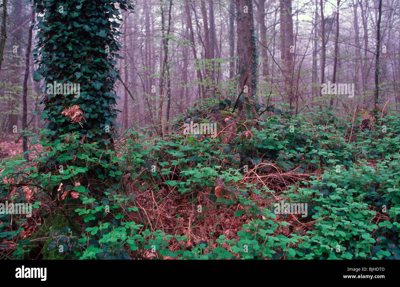 Forest. Brittany. France Stock Photo - Alamy