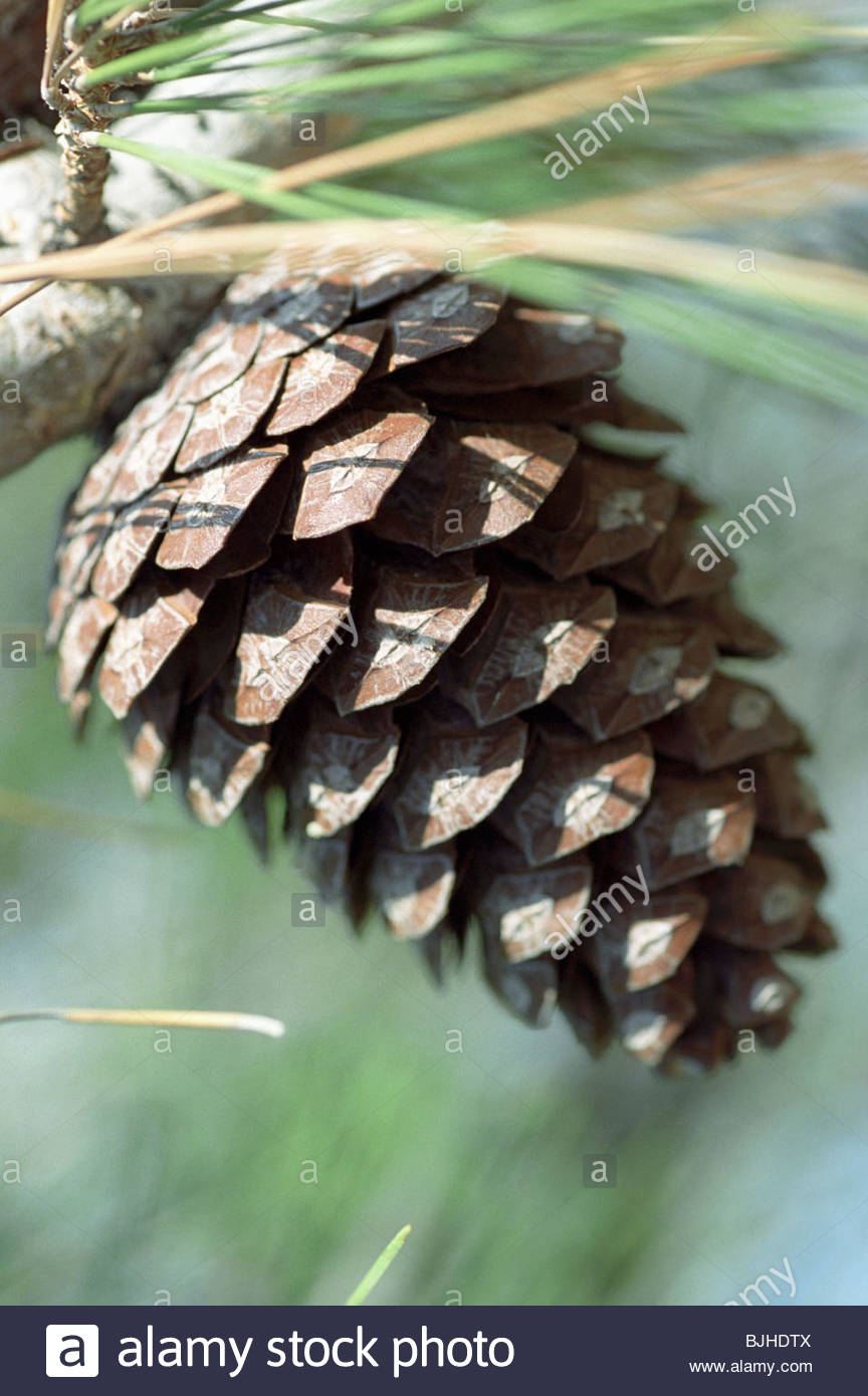 Pine Cone Stock Photos & Pine Cone Stock Images - Alamy