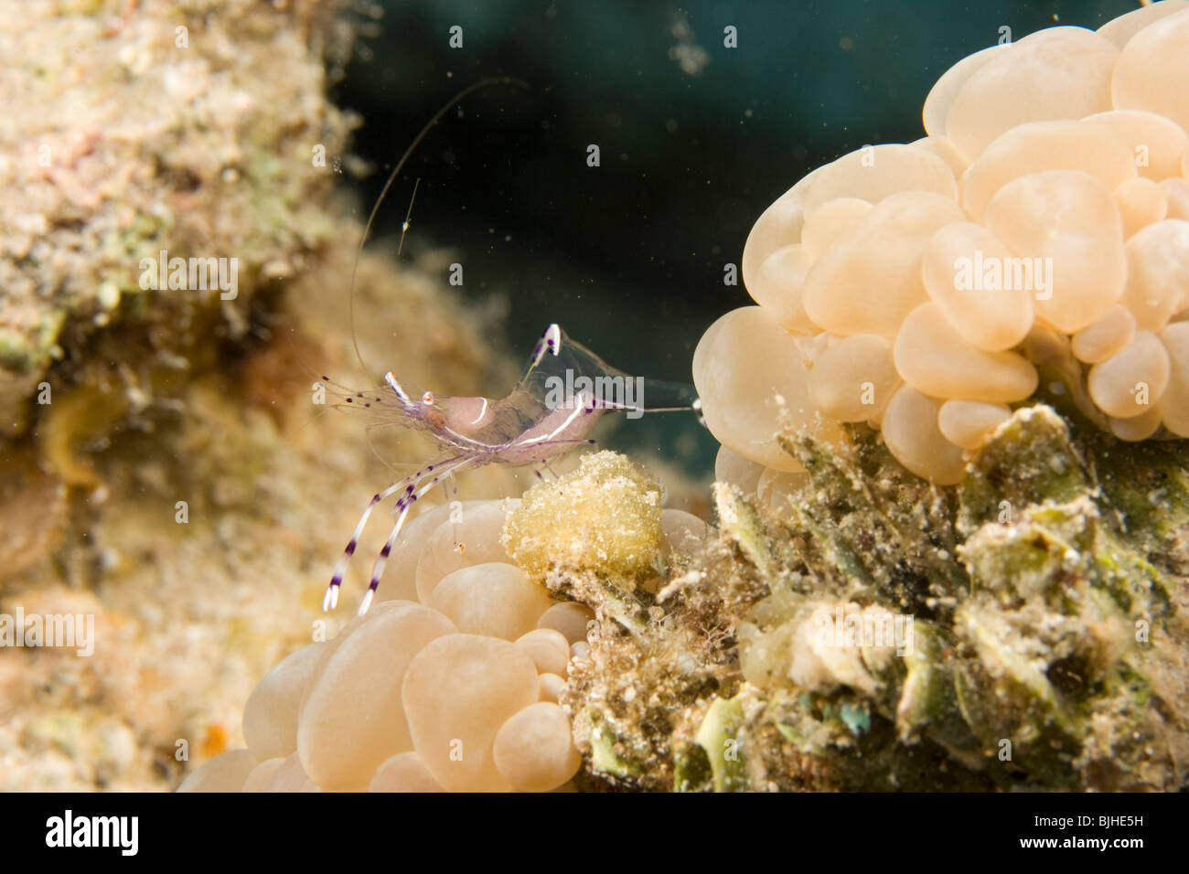 Longicarpus hi-res stock photography and images - Alamy