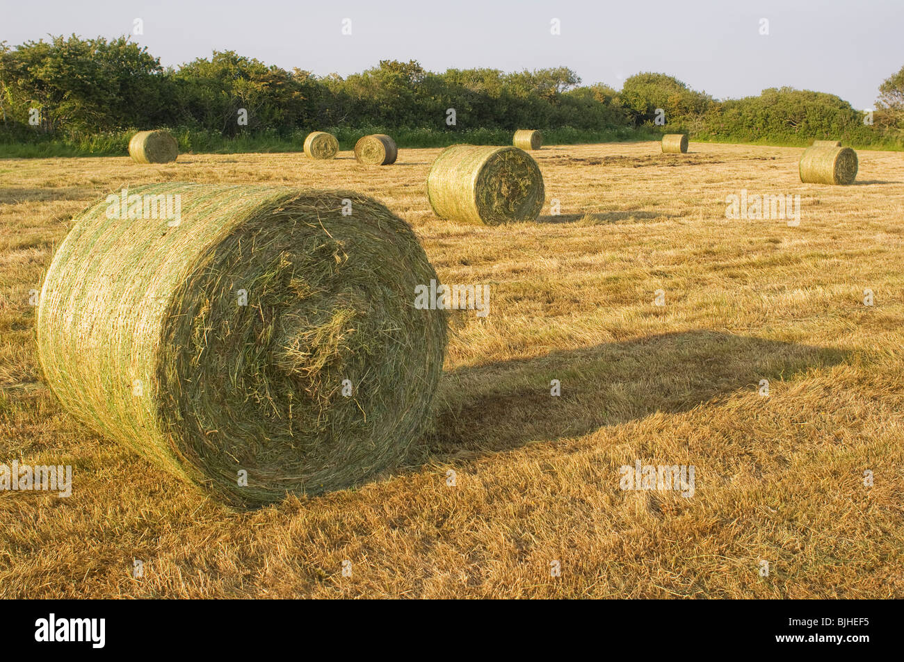 Hay bale cow hi-res stock photography and images - Alamy