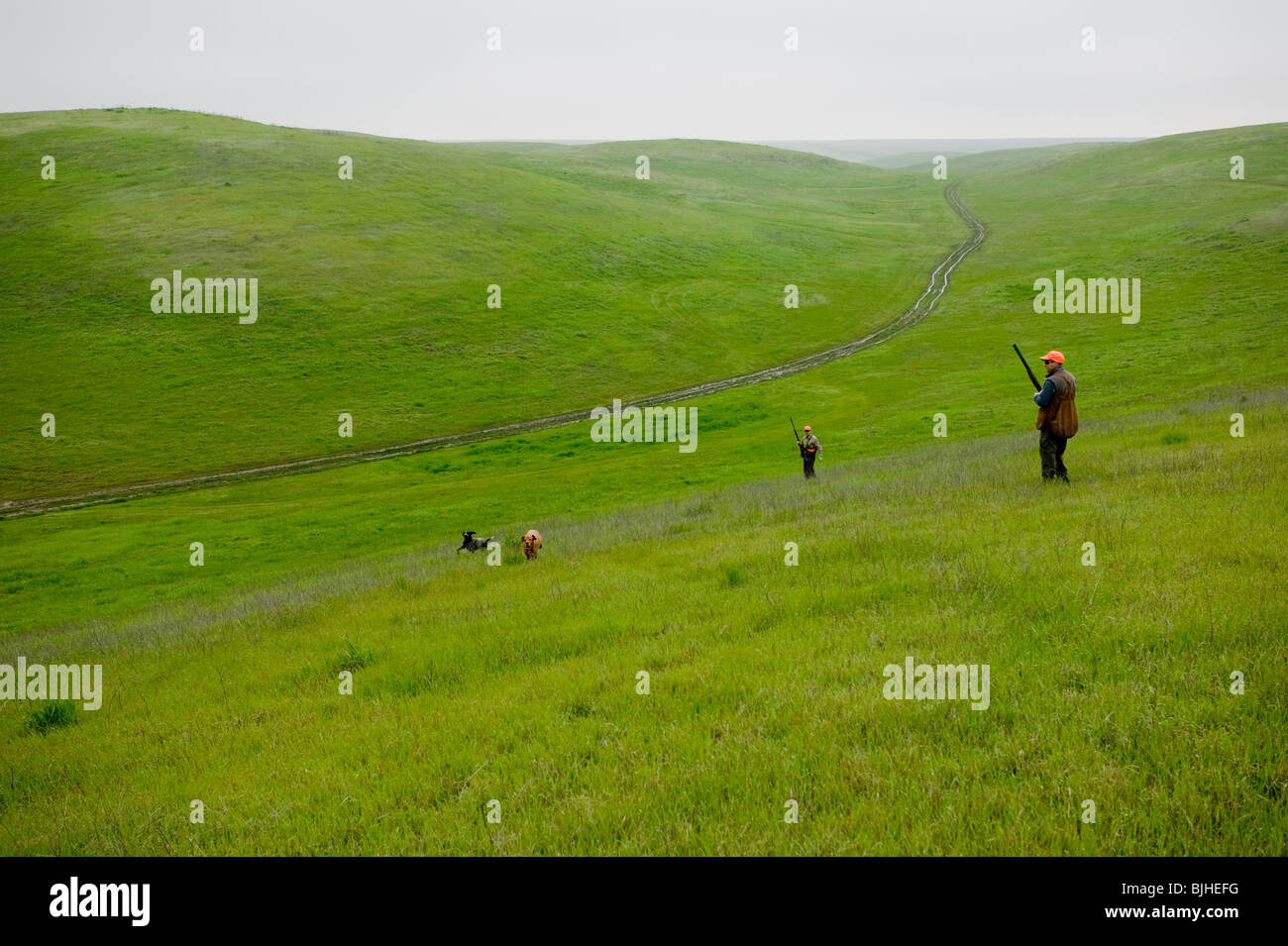 quail hunting in California Stock Photo - Alamy
