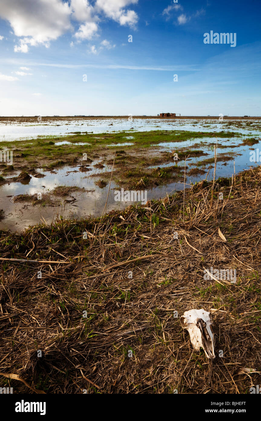 Cattle skeleton hi-res stock photography and images - Alamy