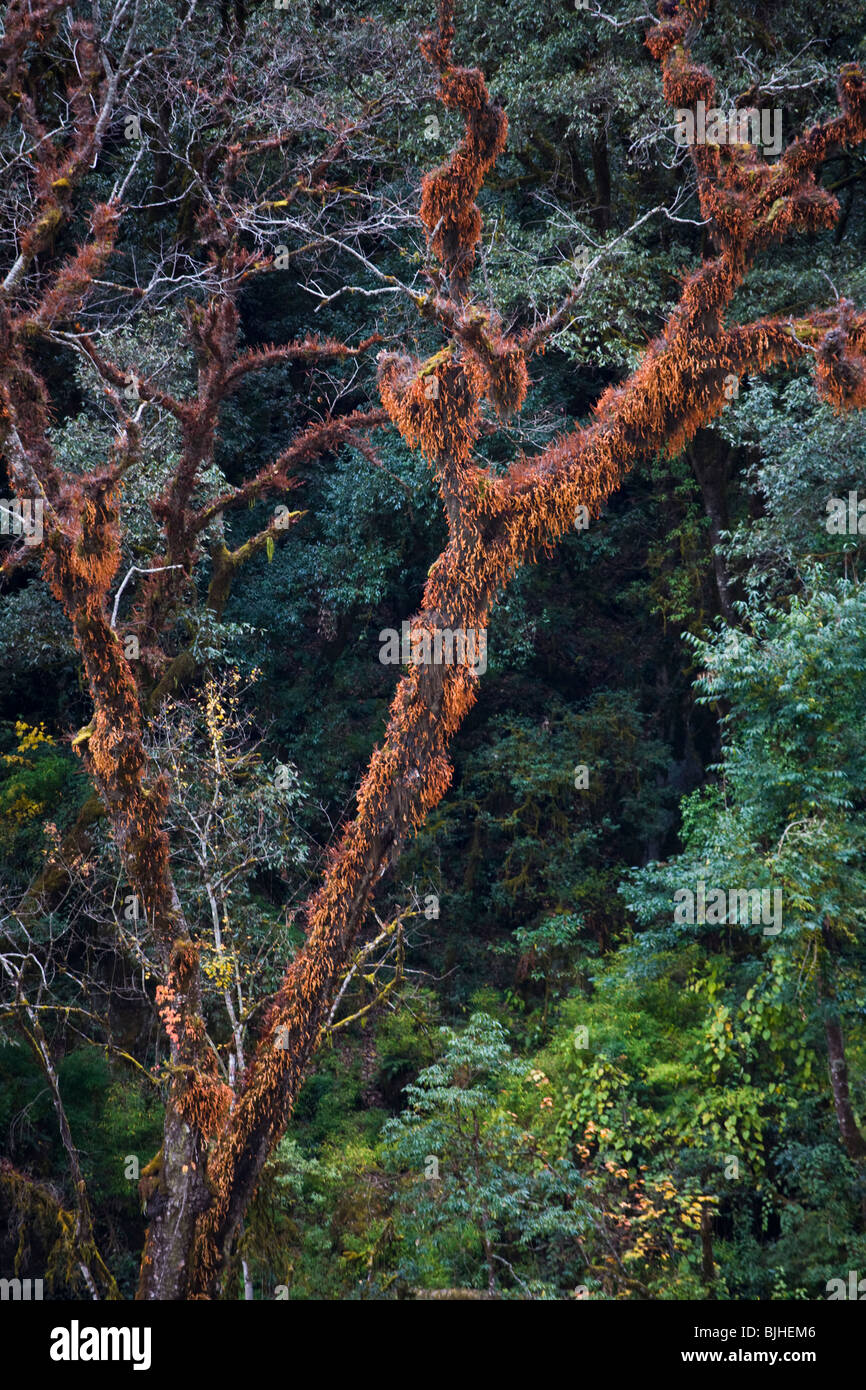 ORANGE FERNS grow on a dead tree on the AROUND MANASLU TREK - NUPRI ...