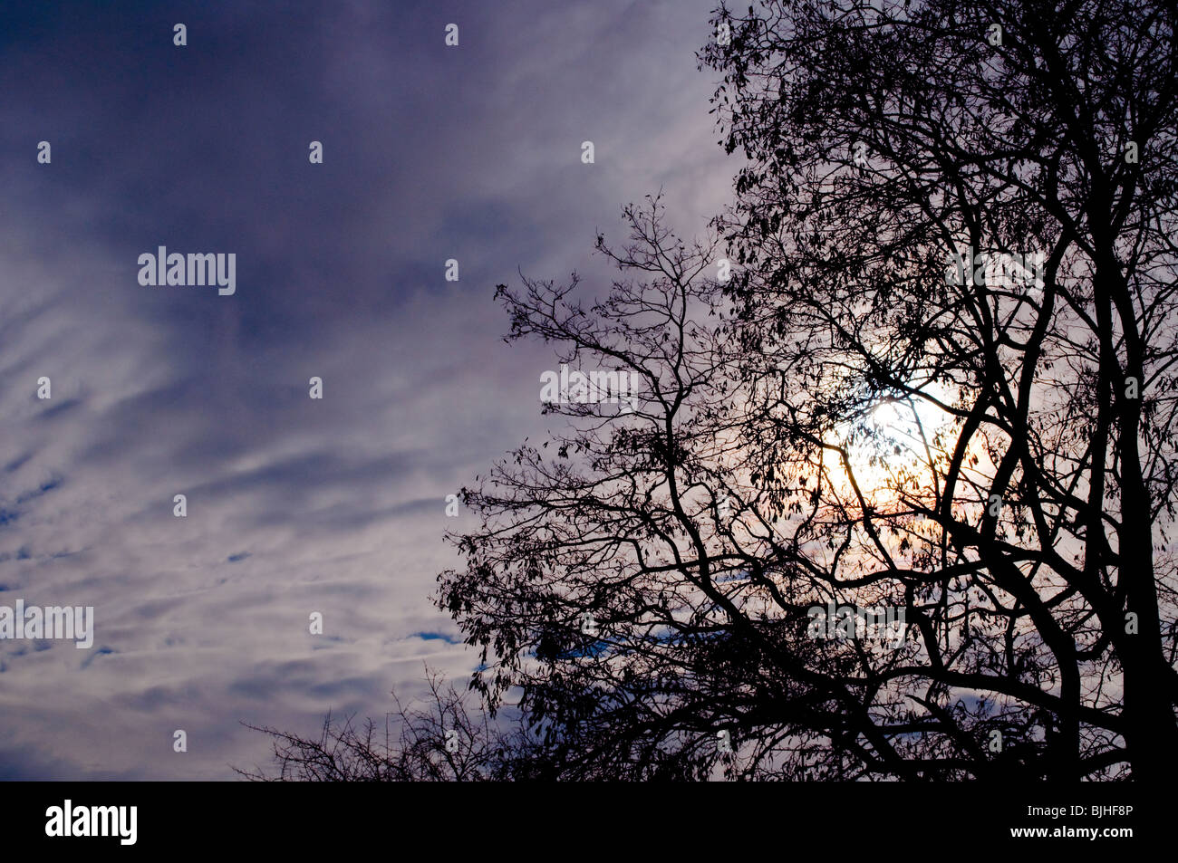 Sunset with trees hi-res stock photography and images - Alamy