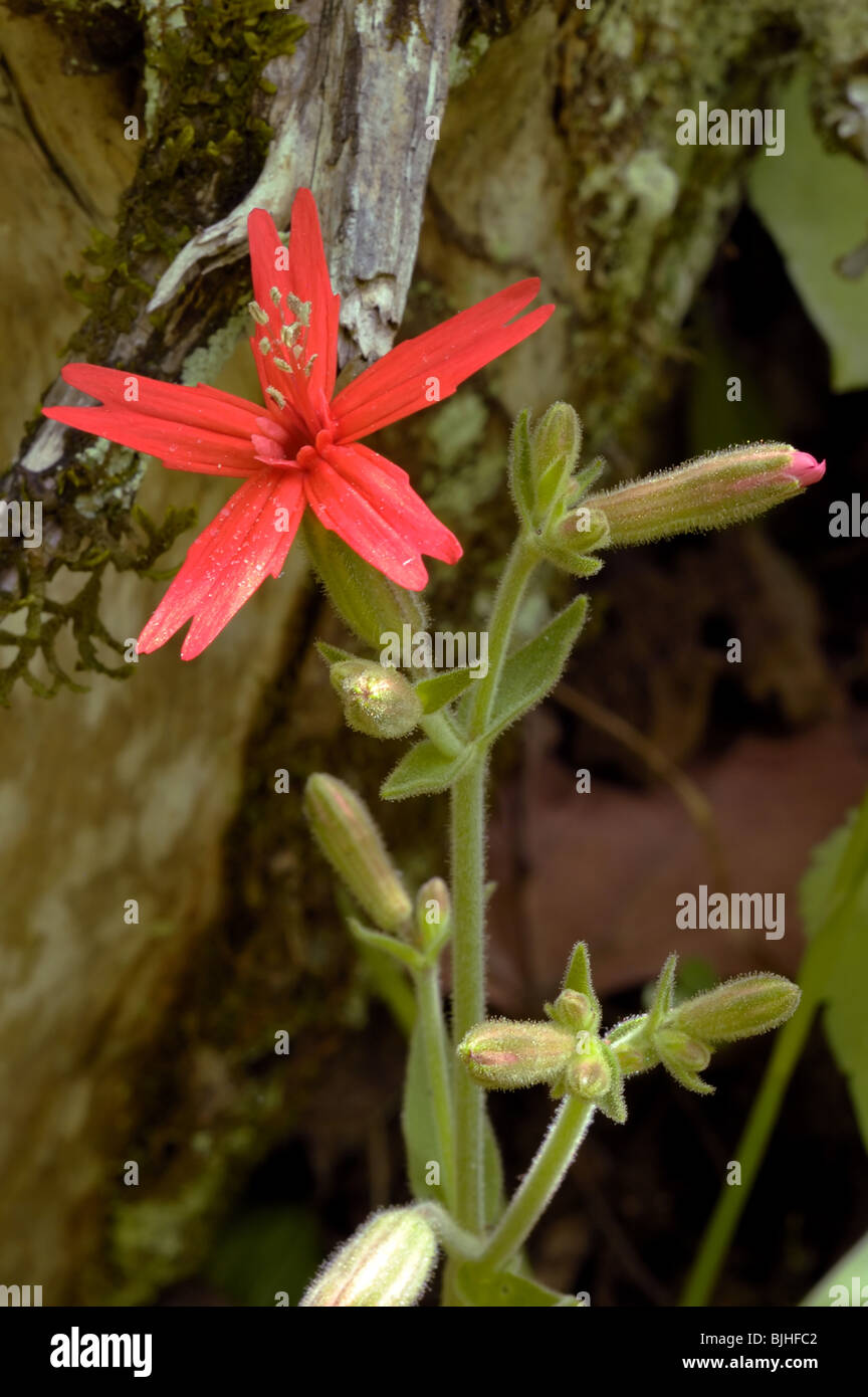 Fire Pink, Silene virginica of the family Caryophyllaceae Stock Photo ...