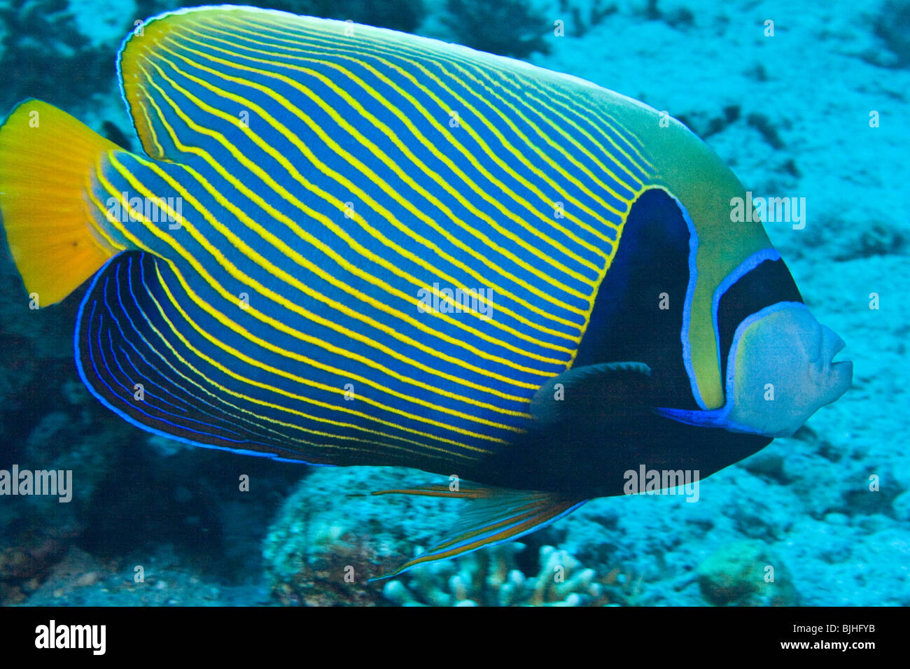 Emperor Angelfish (Pomacanthus imperator Stock Photo - Alamy