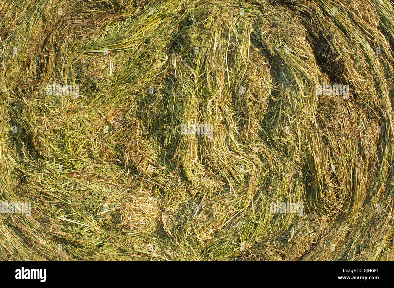 Hay bale cow hi-res stock photography and images - Alamy