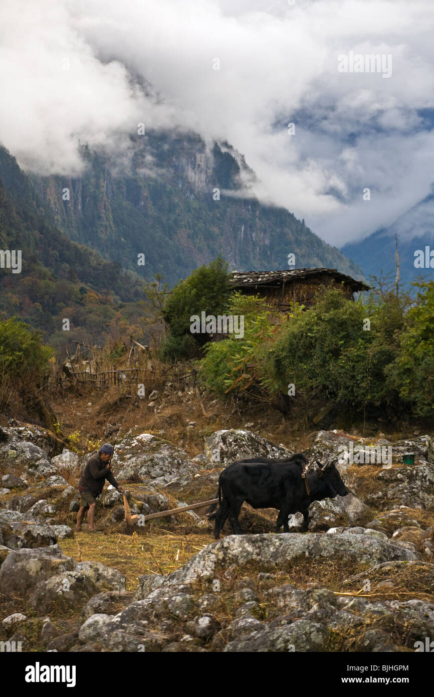 A villager PLOWS his rock field with a cow on the AROUND MANASLU TREK ...