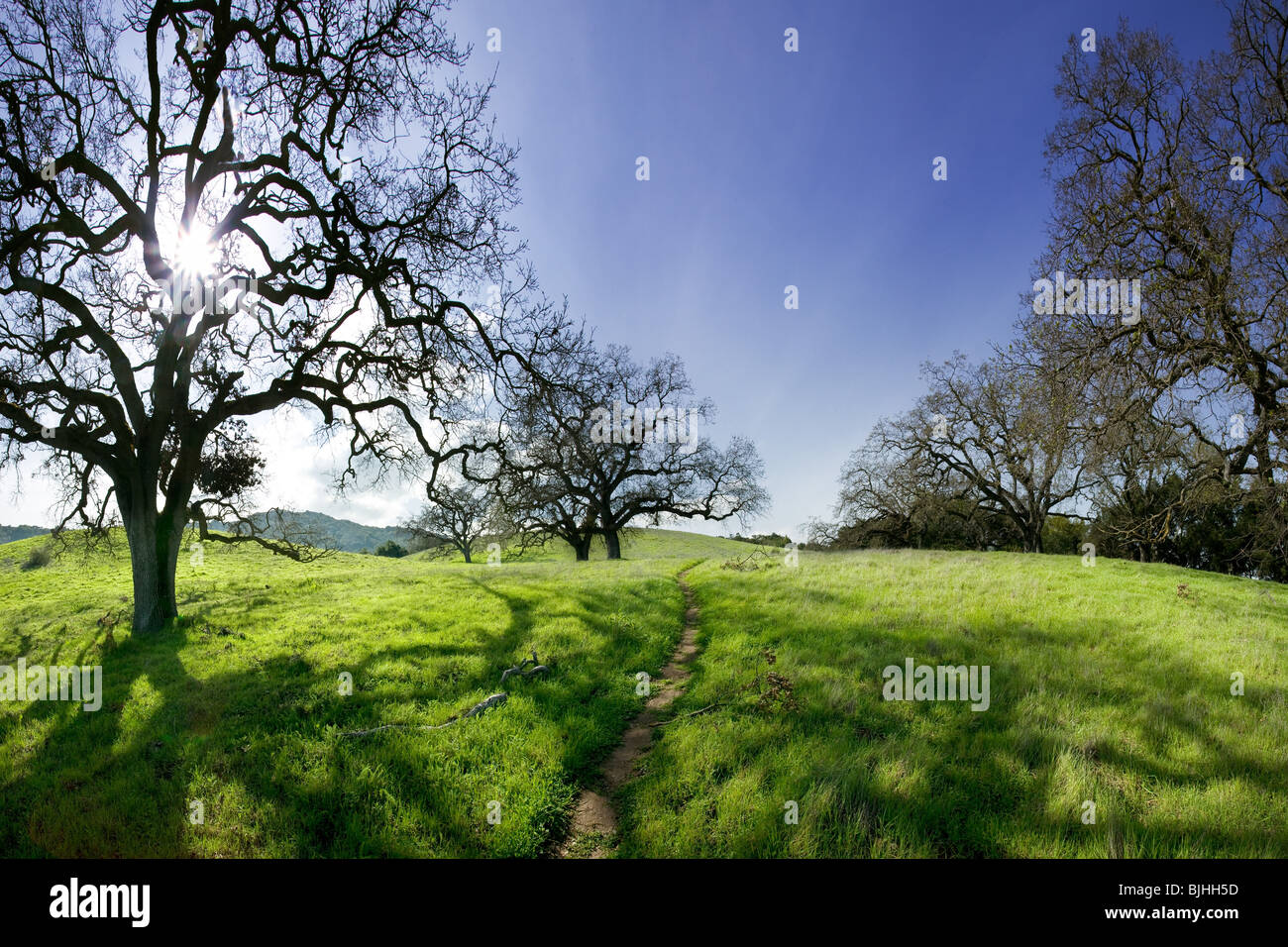 green hill with trail and oak trees Stock Photo - Alamy