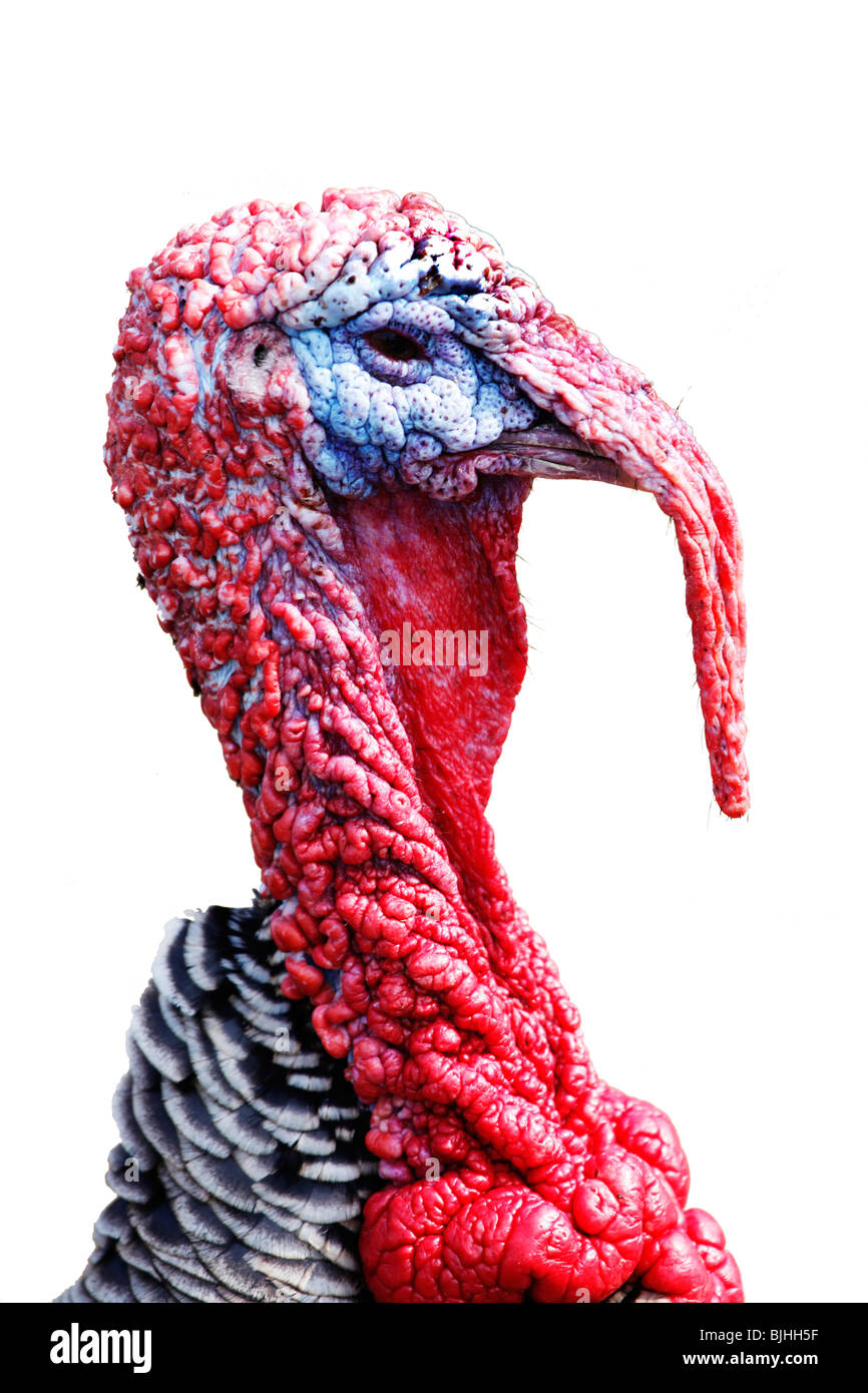 Profile of a turkey head isolated on a white background Stock Photo - Alamy