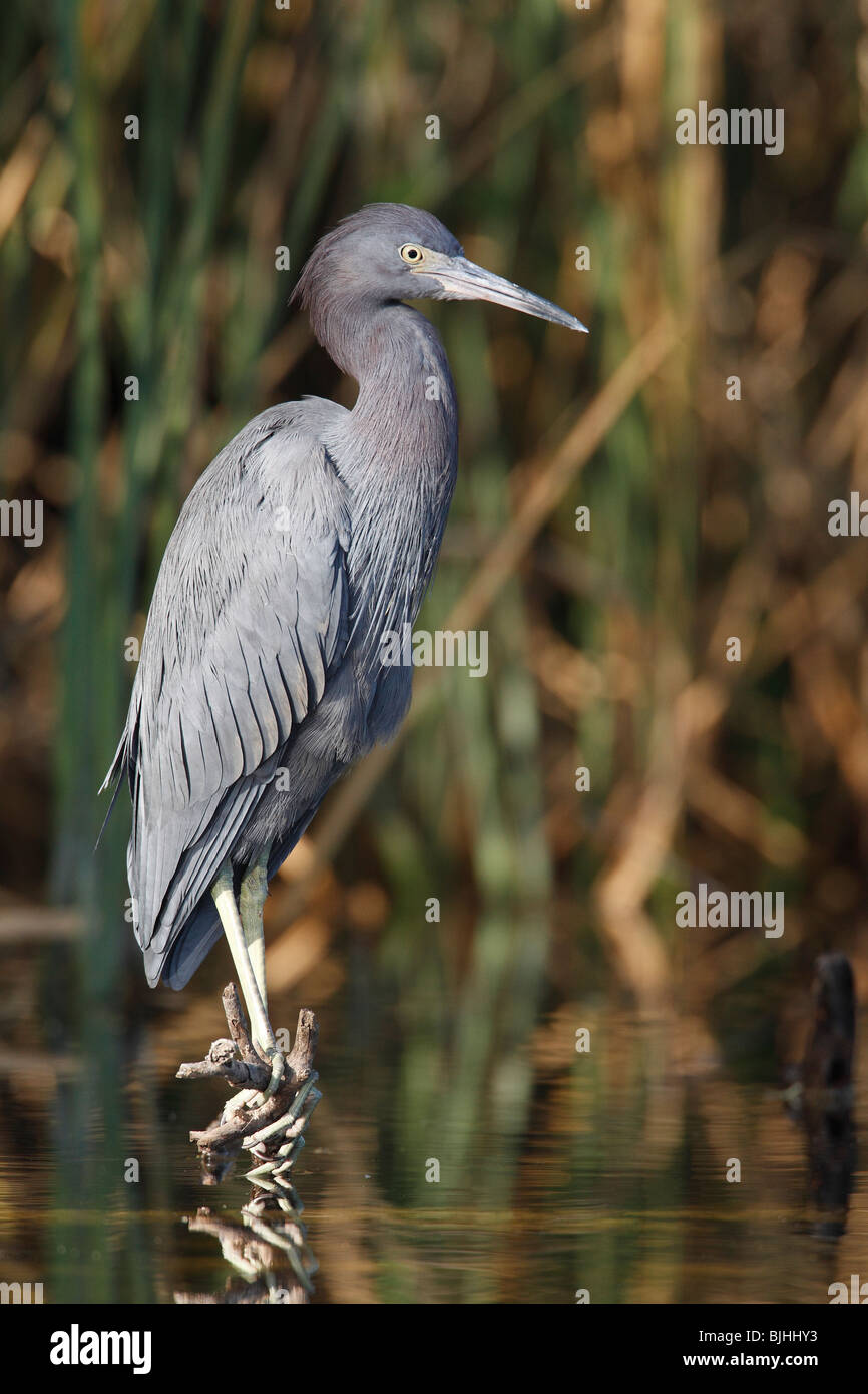 Little Blue Heron, Egretta caerulea Stock Photo - Alamy