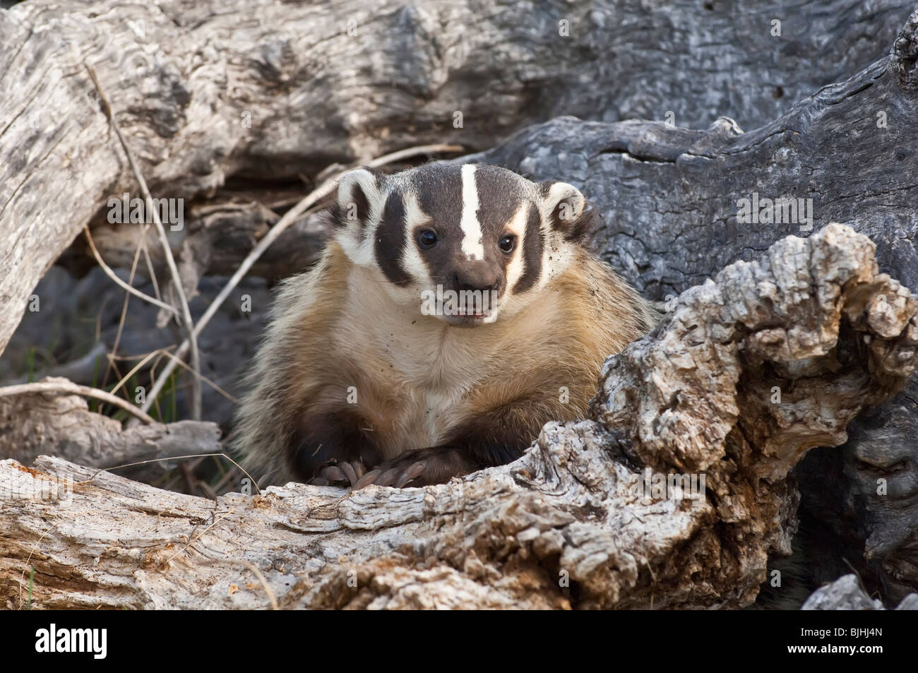 American badger, Taxidea taxus, North Dakota, USA Stock Photo - Alamy