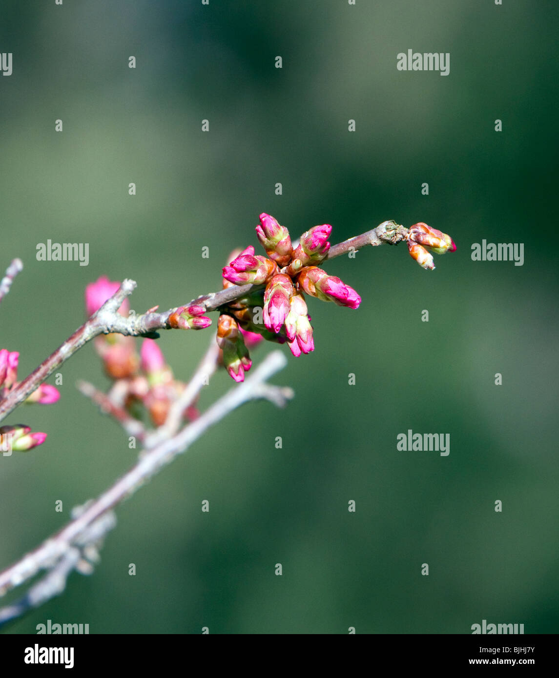 Cherry tree buds closed hi-res stock photography and images - Alamy