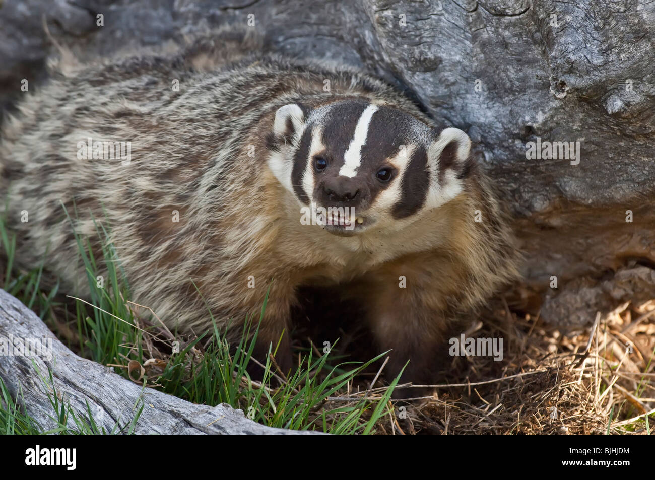 American badger hunting hi-res stock photography and images - Alamy