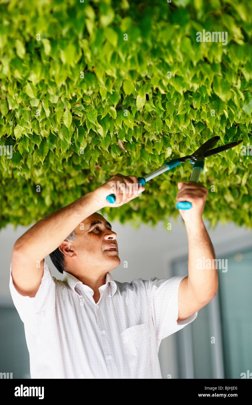Man trimming tree Stock Photo - Alamy