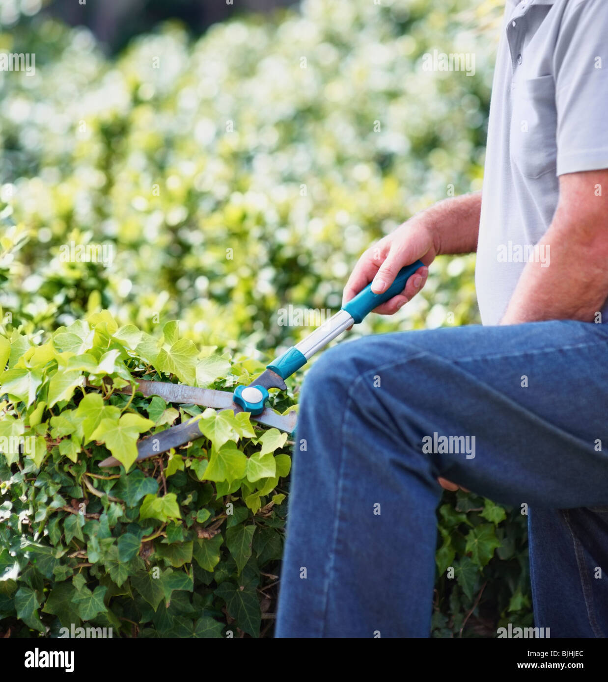Cut ivy hedge hi-res stock photography and images - Alamy