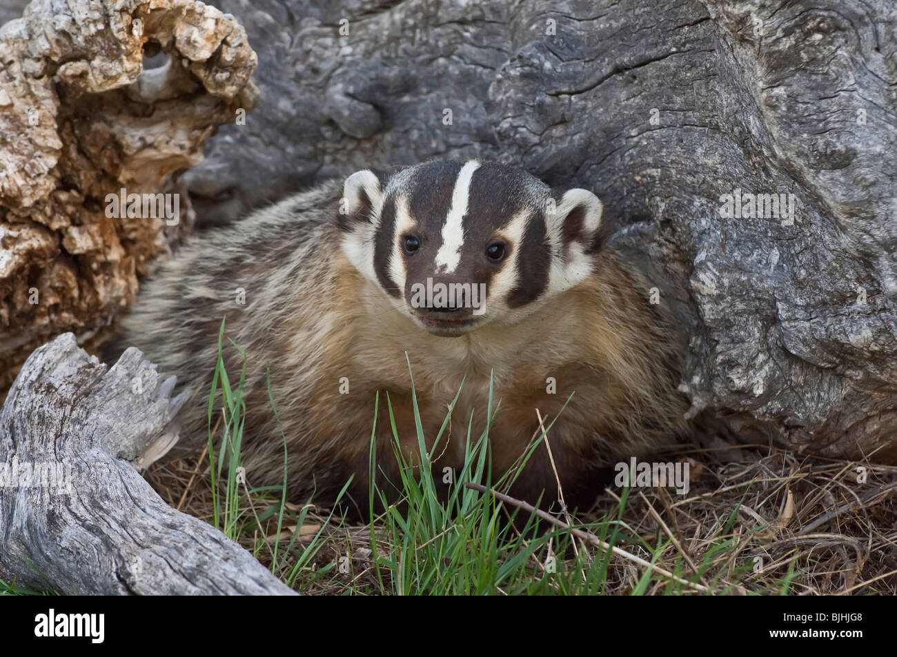American badger, Taxidea taxus, North Dakota, USA Stock Photo - Alamy